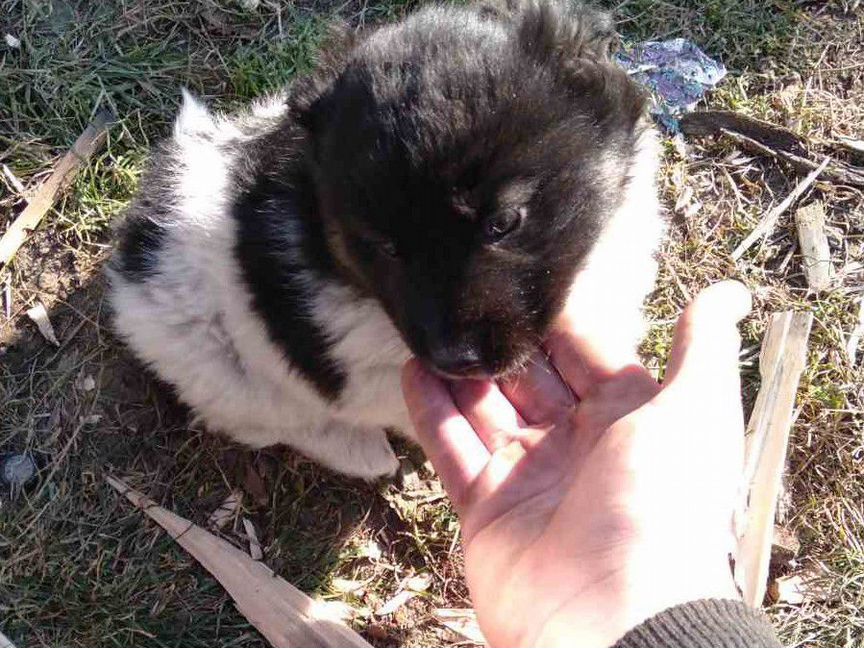 Щенка в добрые руки