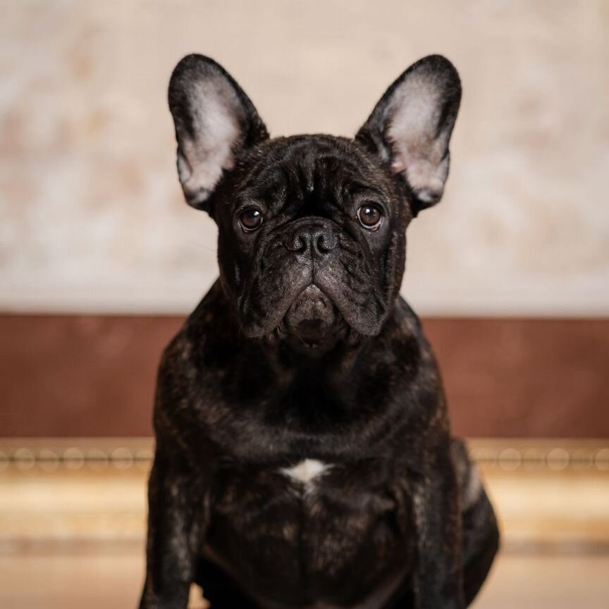 Французский бульдог, щенок