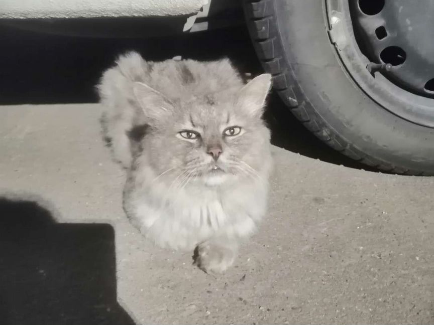 Сибирский кот