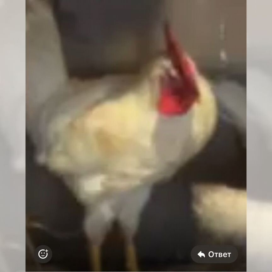 Продам 4х месячных петушков