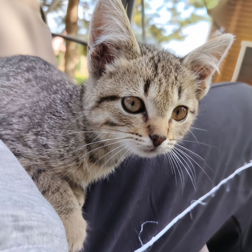 Котёнок