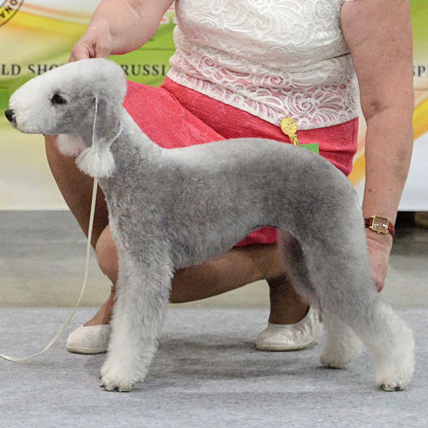 Бедлингтон терьер