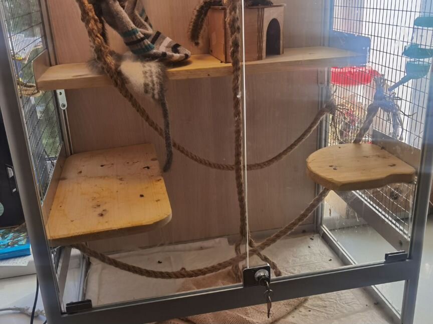 Клетка и обезьянки