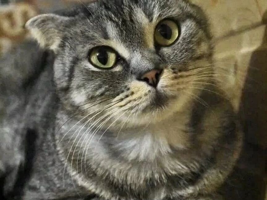 Шотландская вислоухая кошка