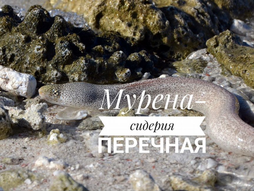 Мурена-сидерия перечная, S (рыба в наличии)