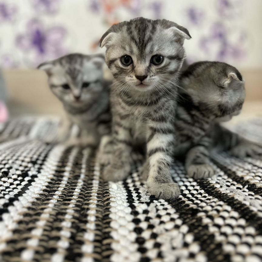 Шотландские котята