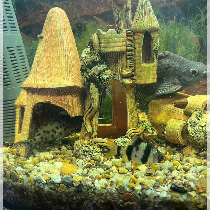 Аквариум с тумбой 110л с рыбками