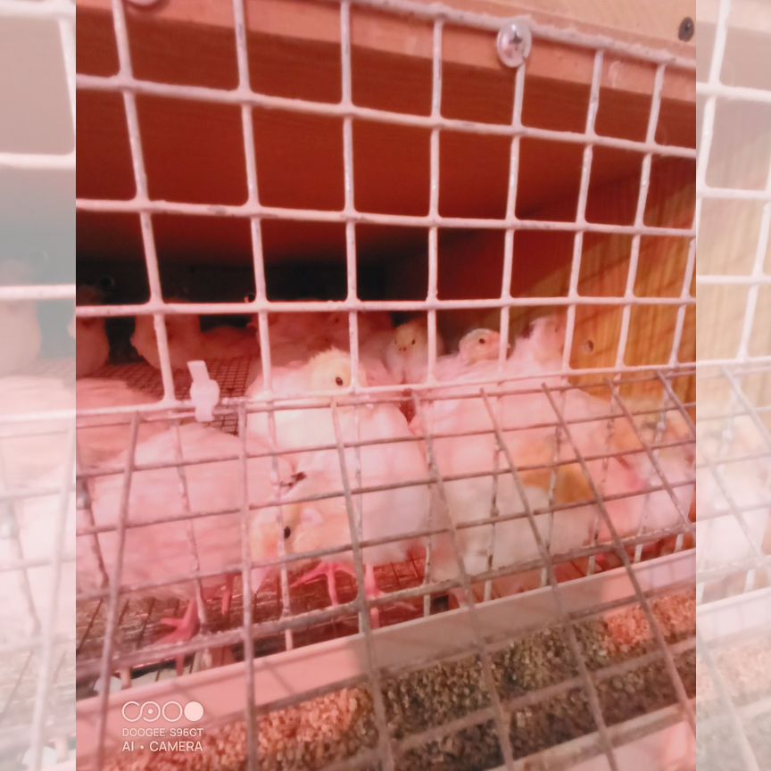 Перепела и Петухи