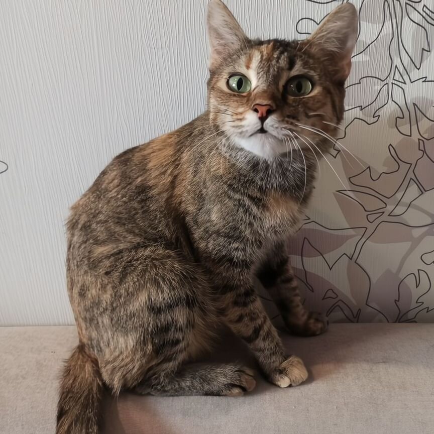 Взрослая, кошка в добрые руки