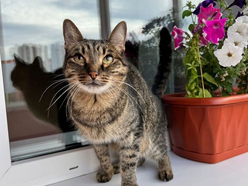 Отдам красивого кота. Кастрирован