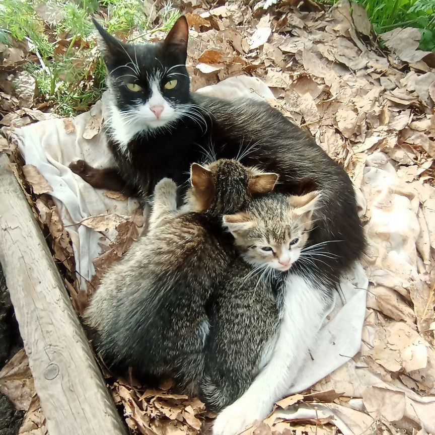 Пристрою котят и кошку в хорошие руки