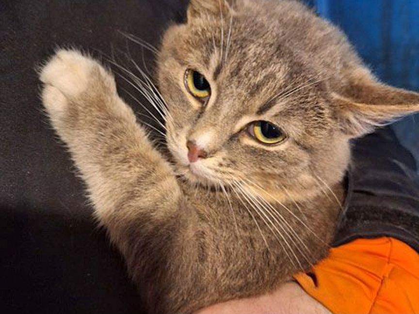 Ласковый и нежный молодой котик Толик в добрые рук