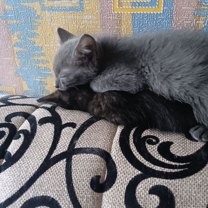 Котёнок в добрые руки