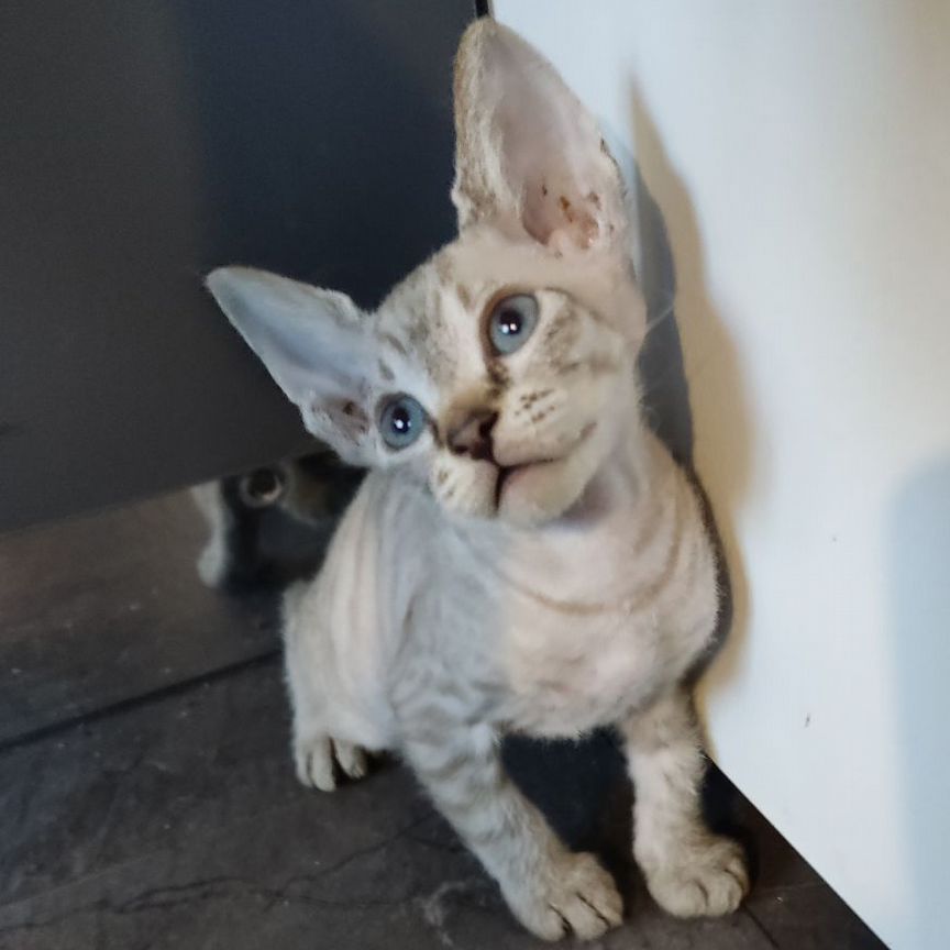 Донской сфинкс котёнок