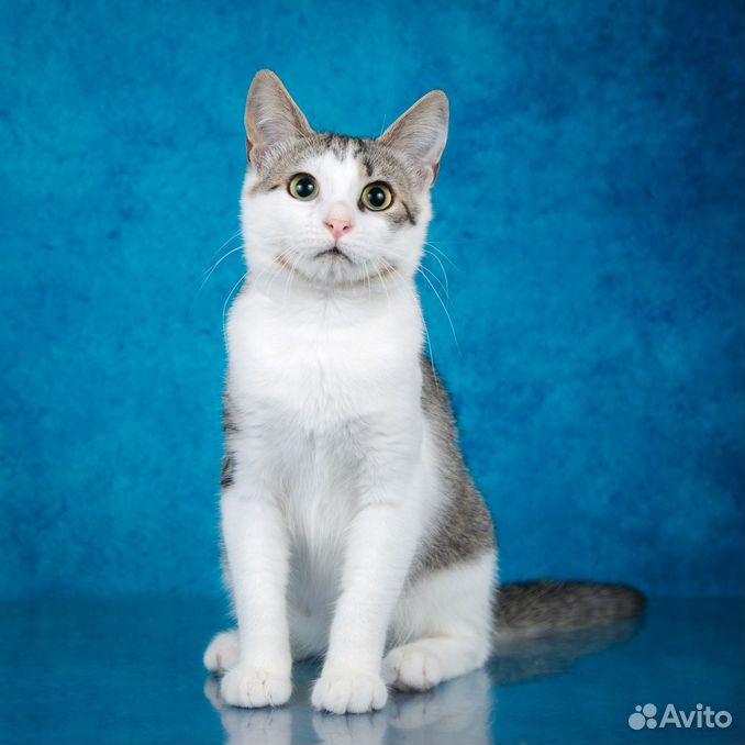 Кошечка Джули в добрые руки