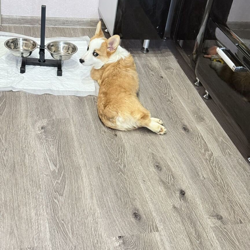 Собака в добрые руки корги