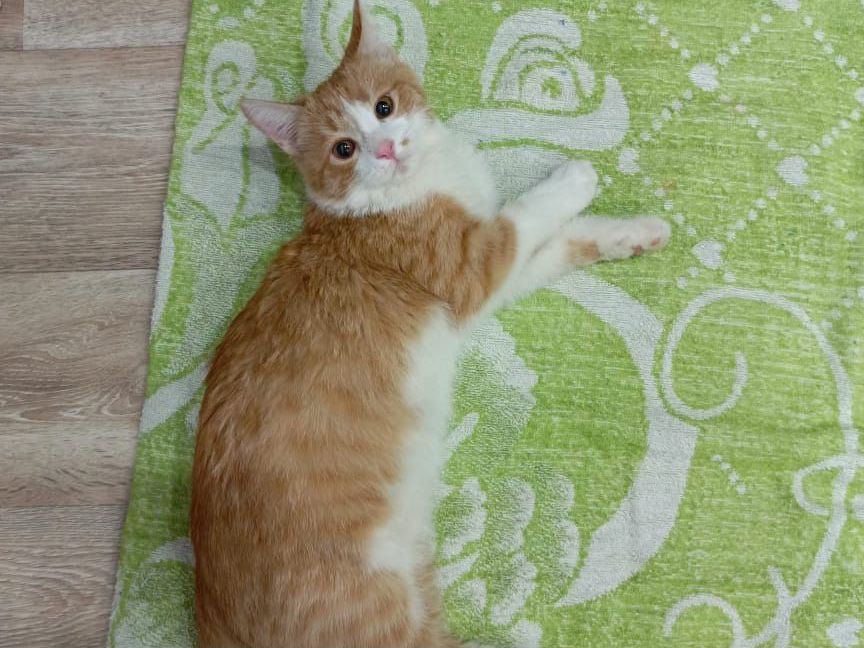 Котенок