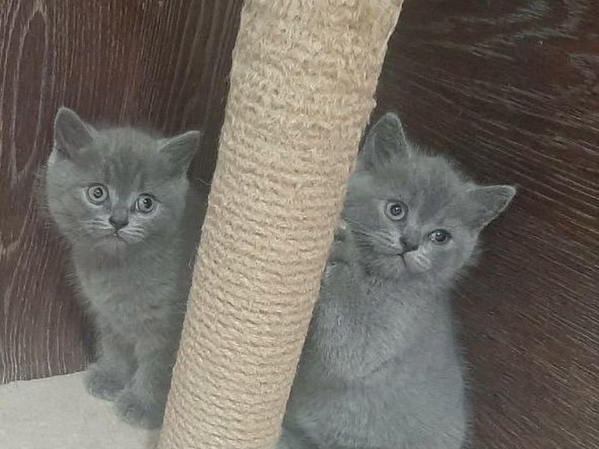Британские котята