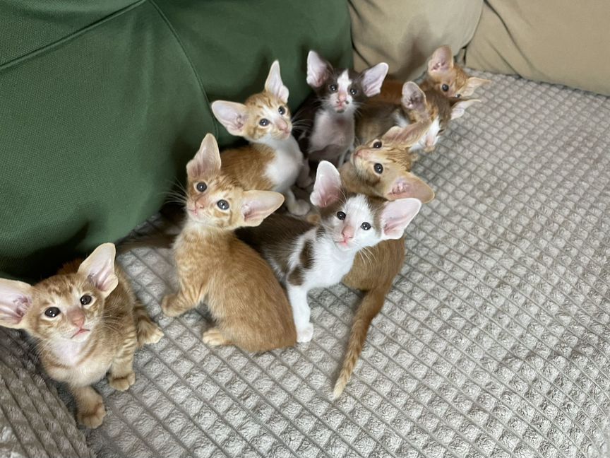 Ориентальные котята