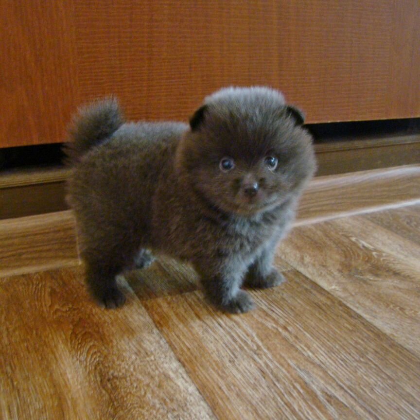 Шпиц такой только у Вас