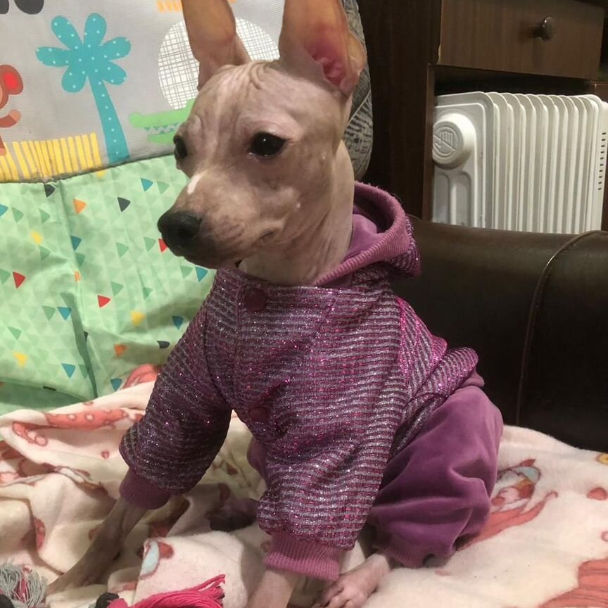 Американский голый терьер мини