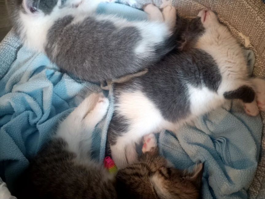 Котята