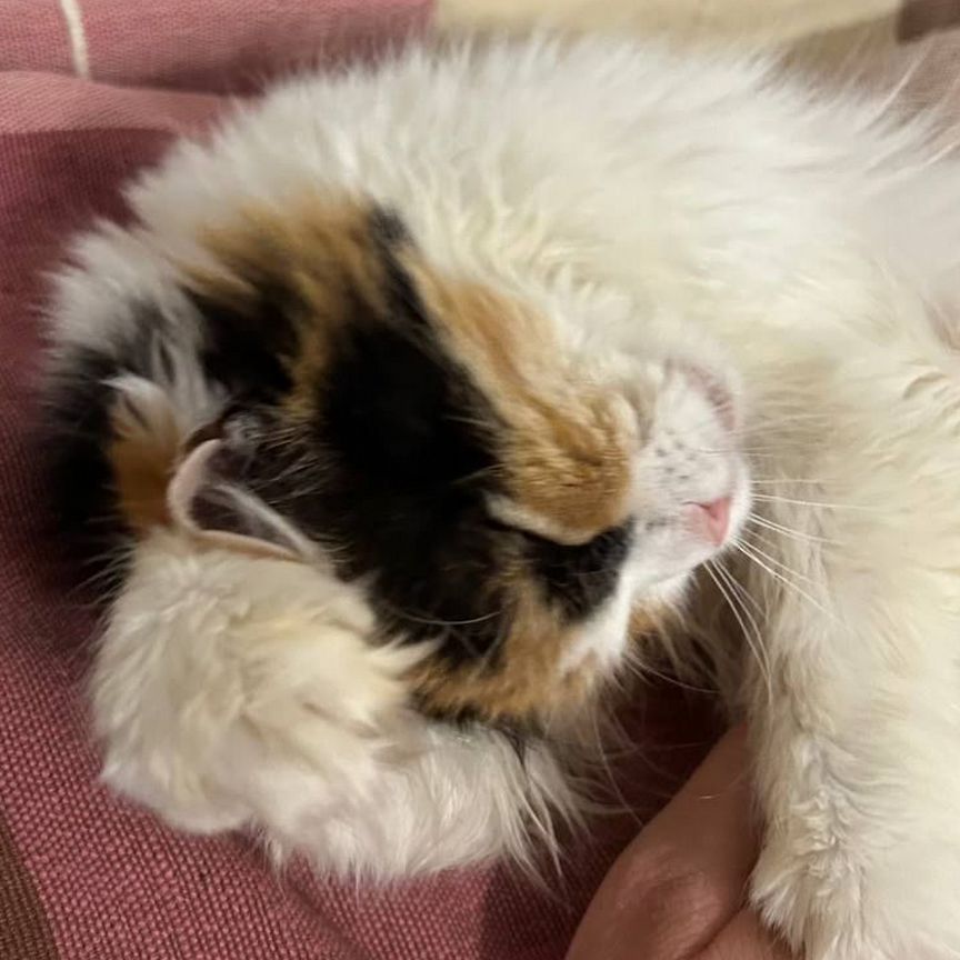 Взрослая кошка в добрые руки