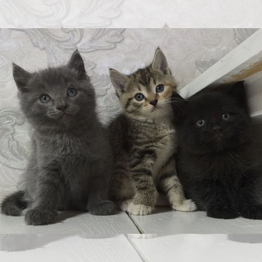 Шотландский вислоухий короткошёрстный котёнок