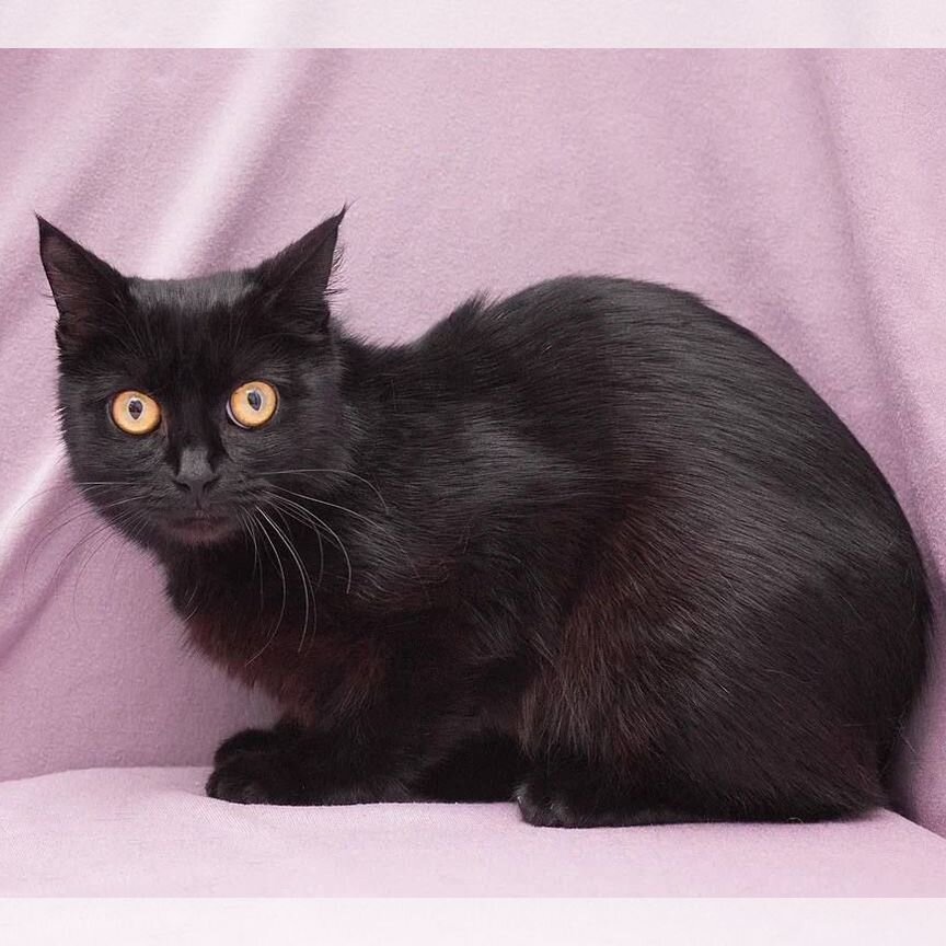 Взрослая, кошка в добрые руки