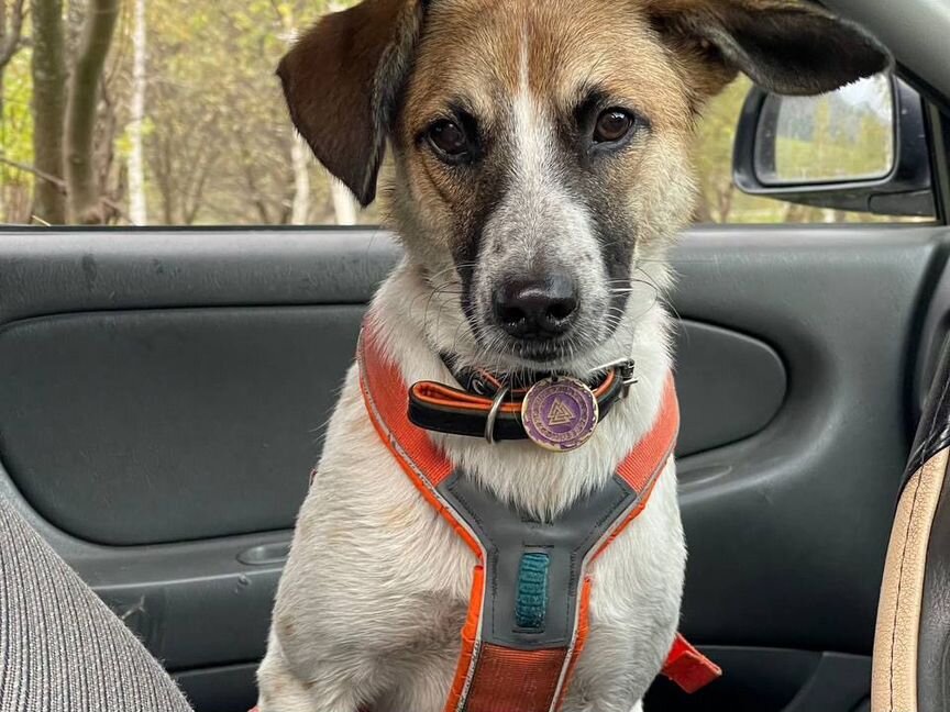 Маленькая собака