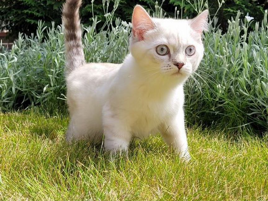 Шотландские ласковые котята