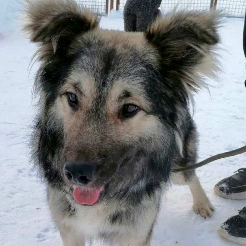 Взрослый пёс в добрые руки