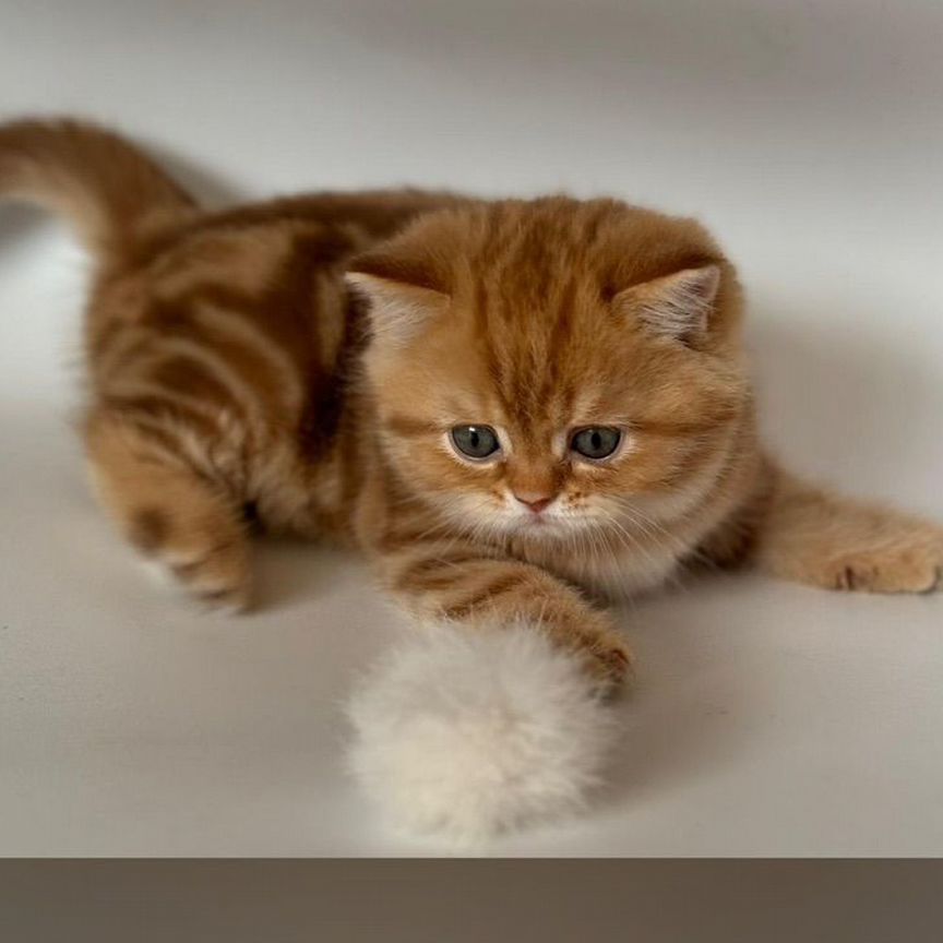 Шотландский котенок