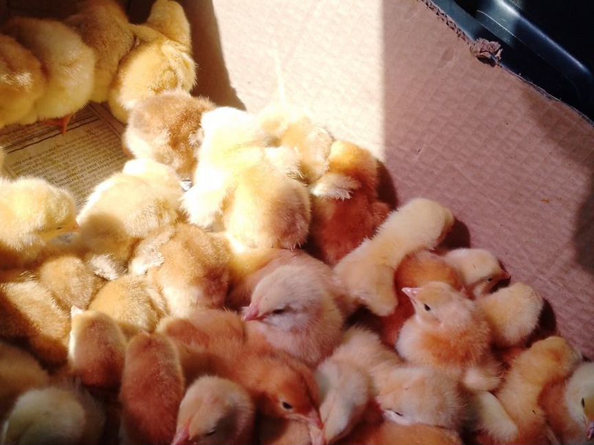 Продам цветного броллера уток ст 53