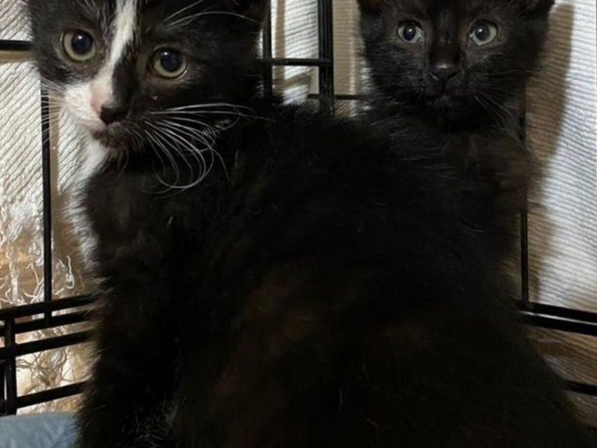 Котята 2месяца