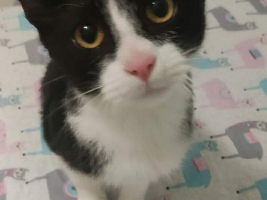 Котенок компаньон