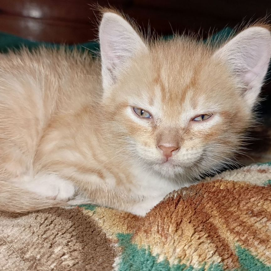 Рыжий котенок девочка