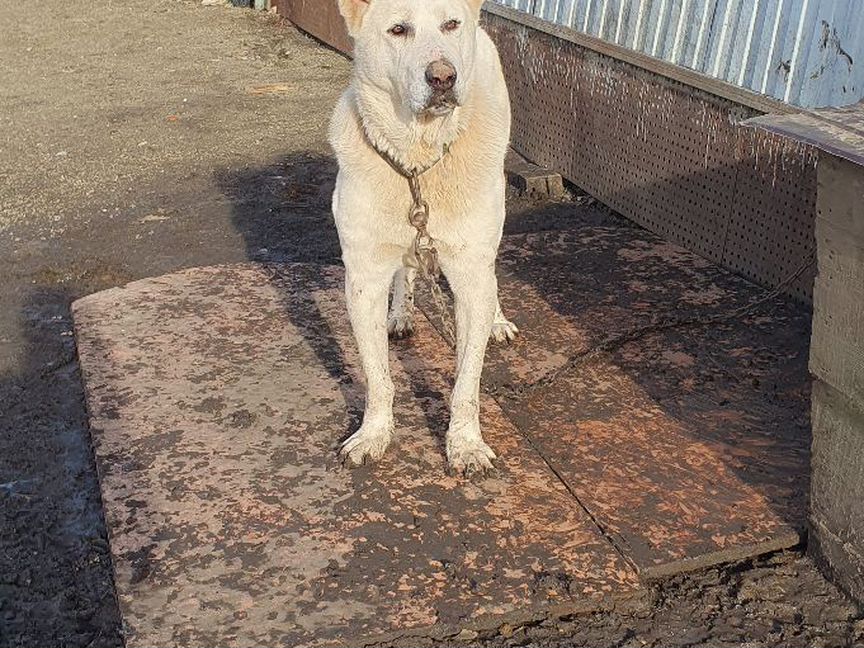 Среднеазиатская овчарка