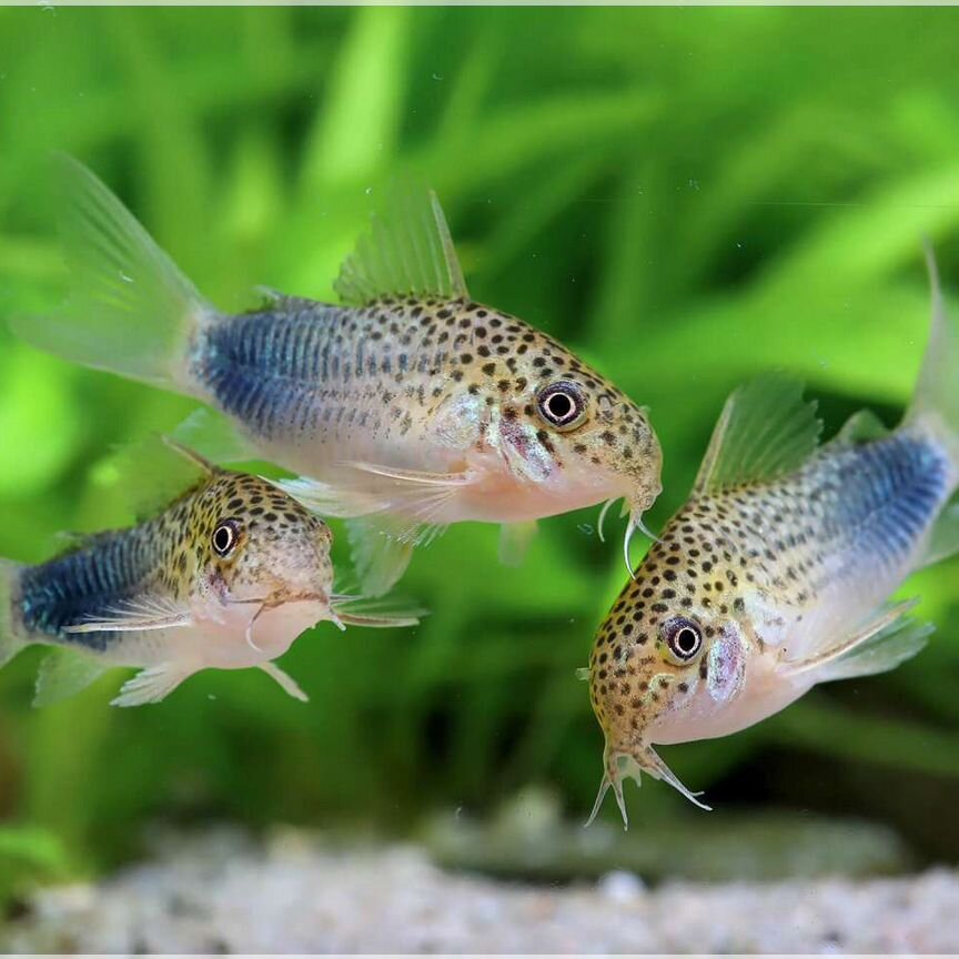 Коридорас симилис; Hoplisoma(corydoras) similis