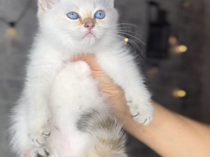 Белоснежный комочек счастья