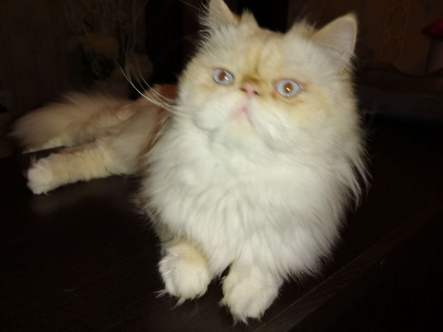 Персидская