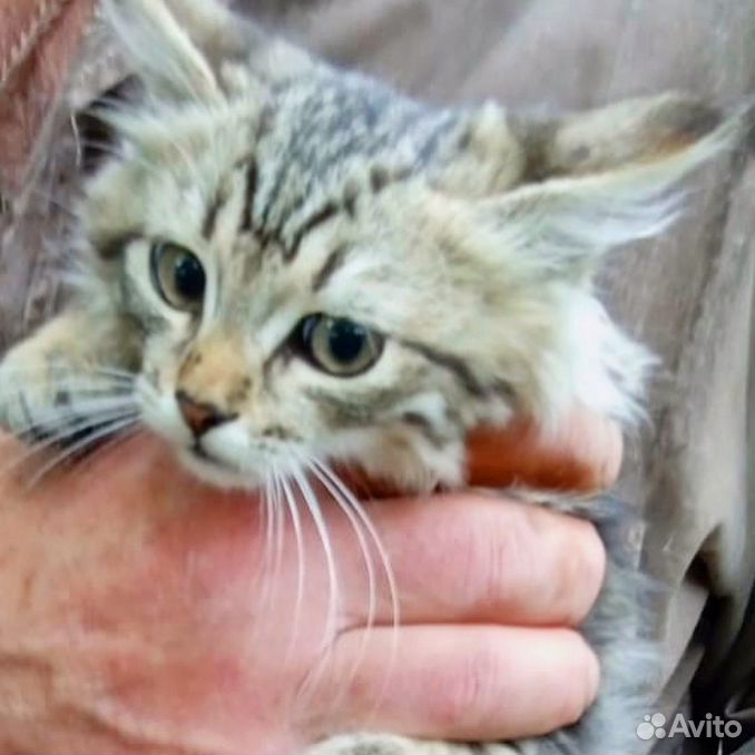 Котенок, 2,5месяца, к лотку приучен