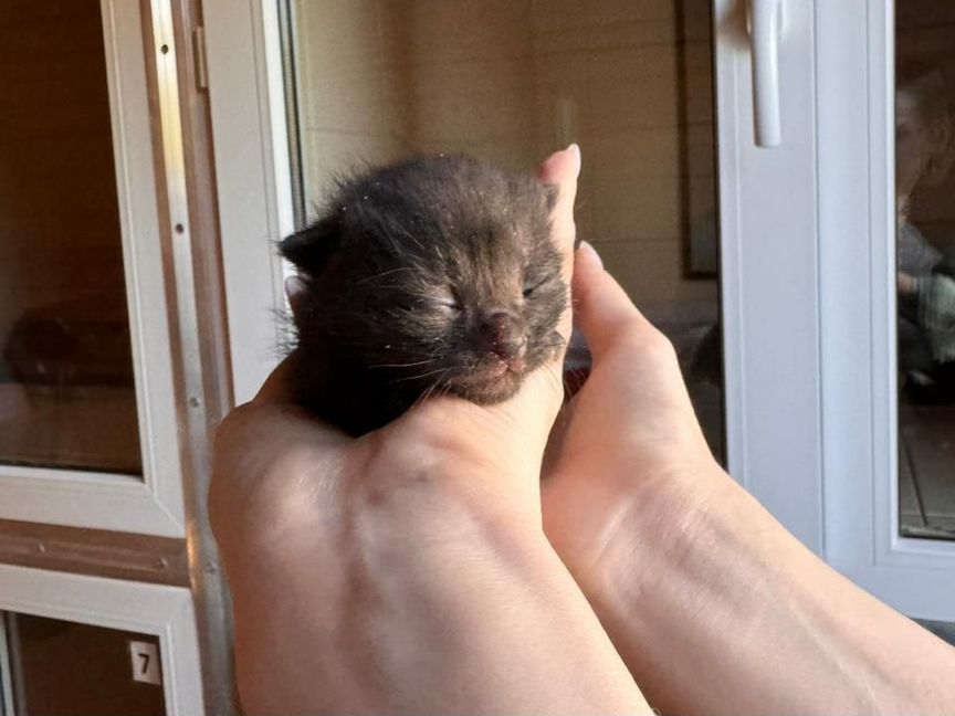 Открываем бронь на котят