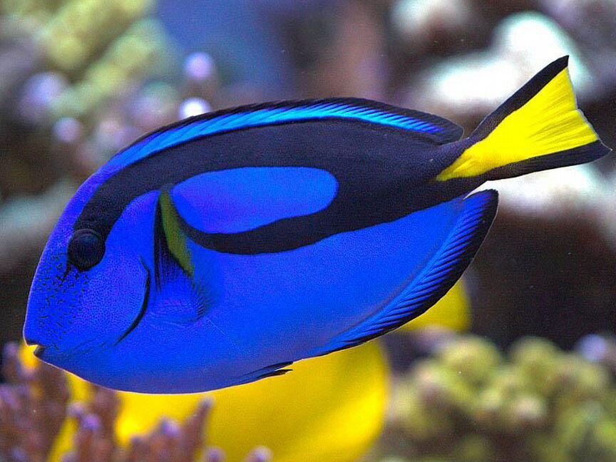 Рыба Хирург голубой