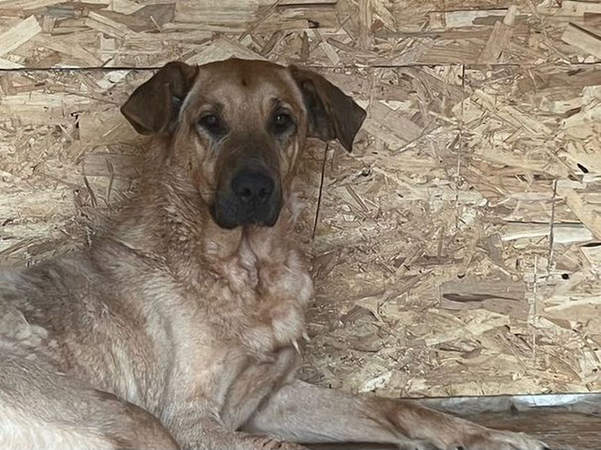 Чопу нужен дом