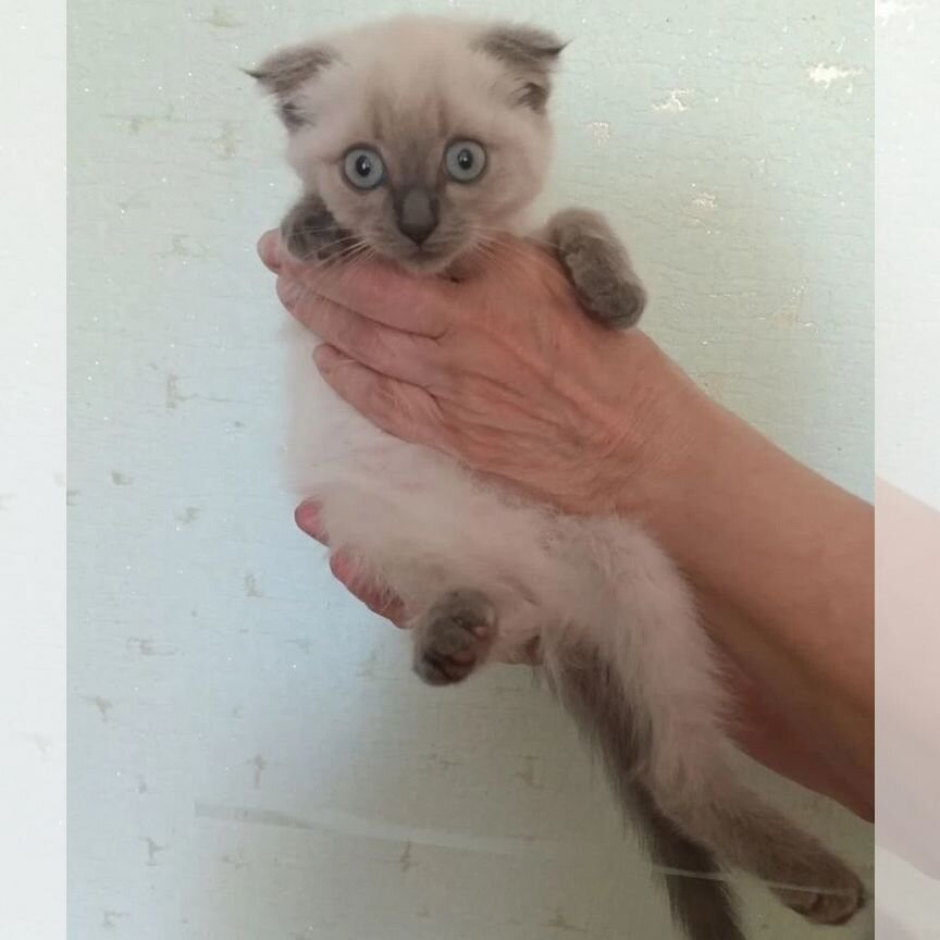 Тайский котёнок