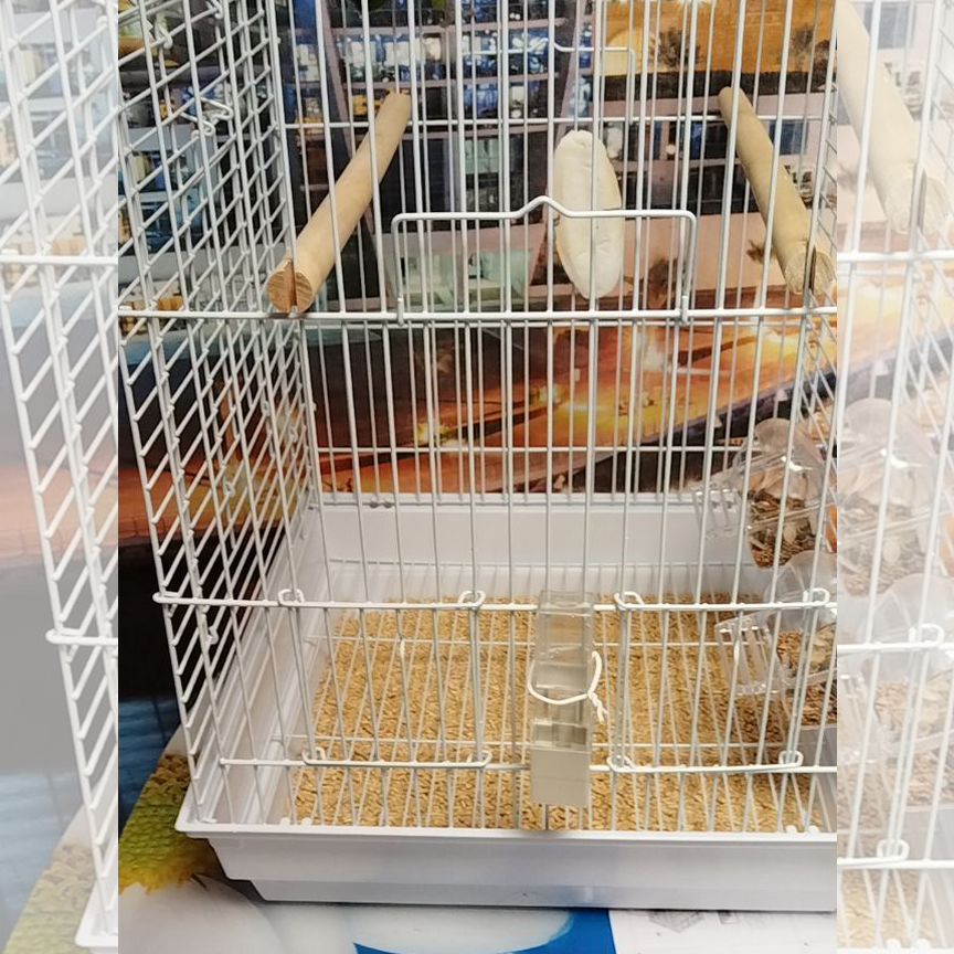 Попугай неразлучники с клеткой