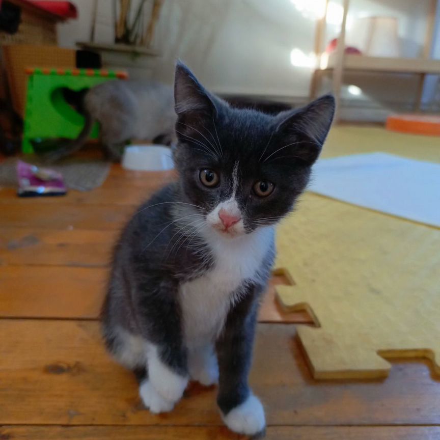 Котята в добрые руки бесплатно