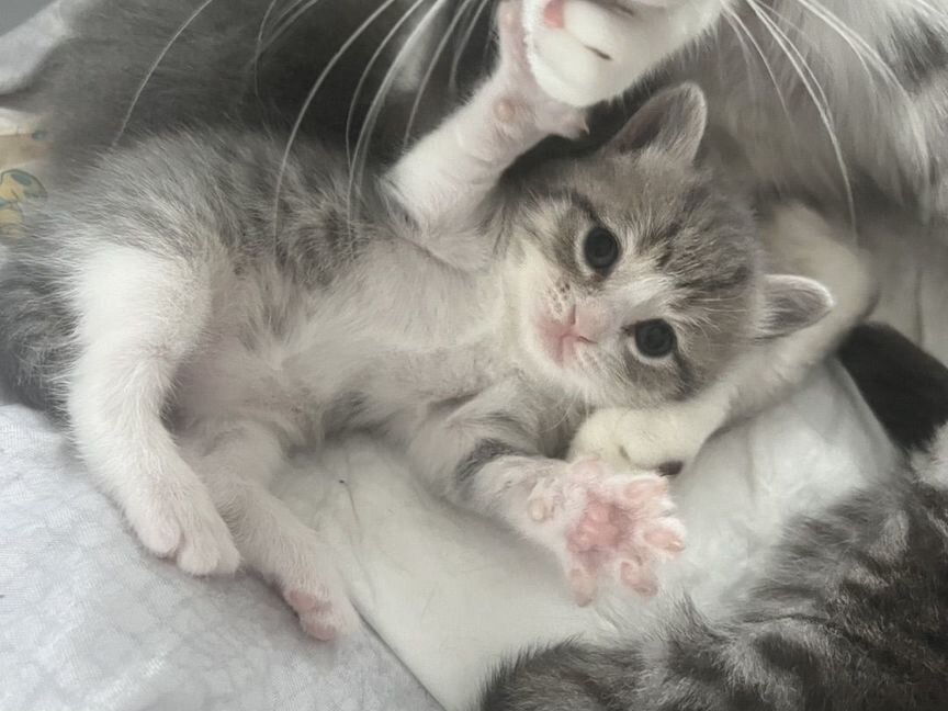 Кошечка в хорошую семью