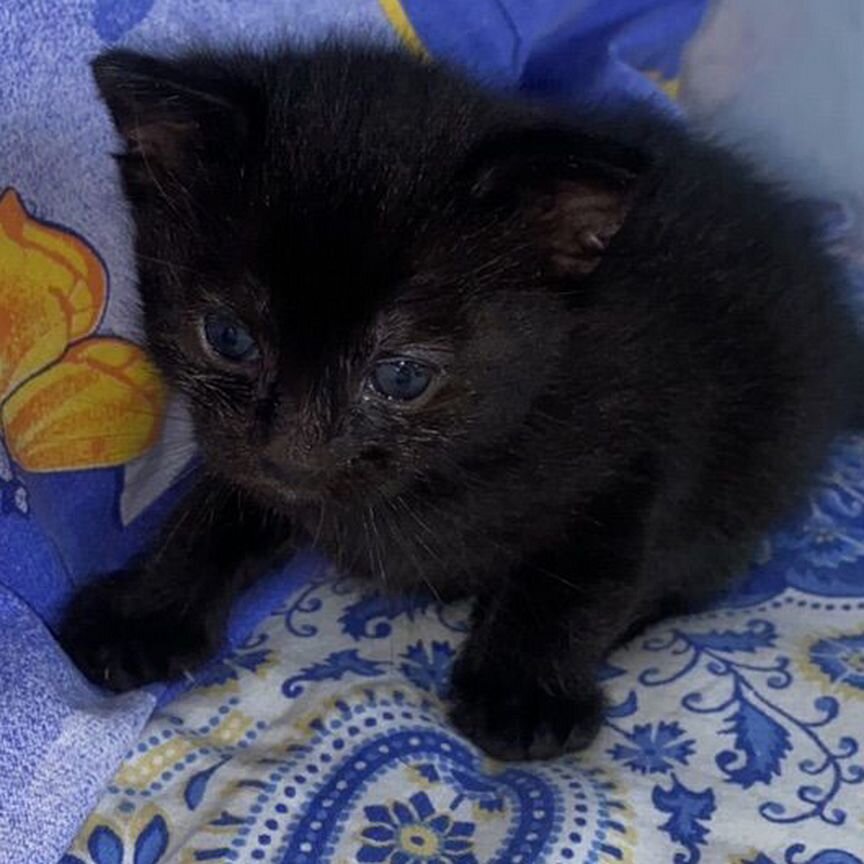 Котята в добрые руки девочки 1 месяц